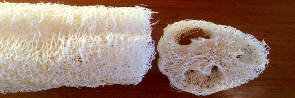 Harnessing The Power Of Luffas For Shade And Sponges – Groovy Green